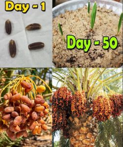 How to Grow a Date Palm Tree From Seed at Home – Garden Tricks