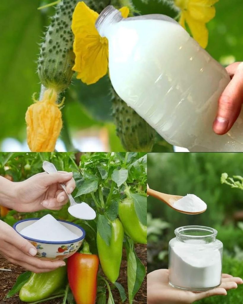 10 Genius Gardening Hacks Using Baking Soda – Easy Tricks