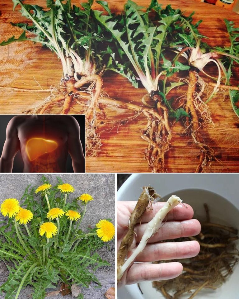 11 Benefits of Dandelion Roots – Garden Tricks