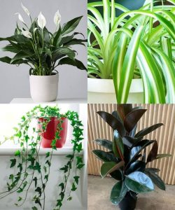 7 Indoor Plants That Eliminate Dust and Allergies – Easy Yum