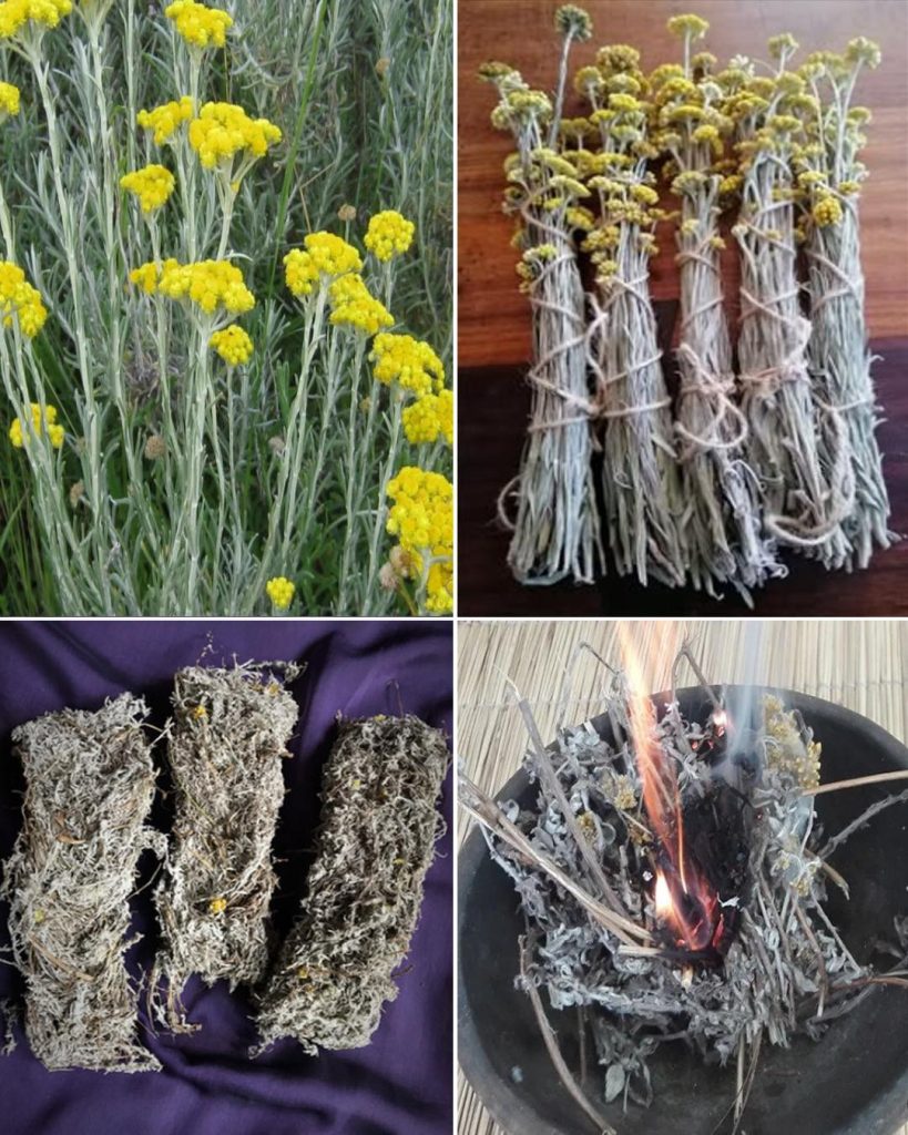 Impepho The Sacred Plant of Healing and Spiritual Connection – Garden ...