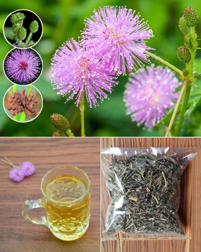 Mimosa Pudica Medicinal Value and Uses – Easy Tricks