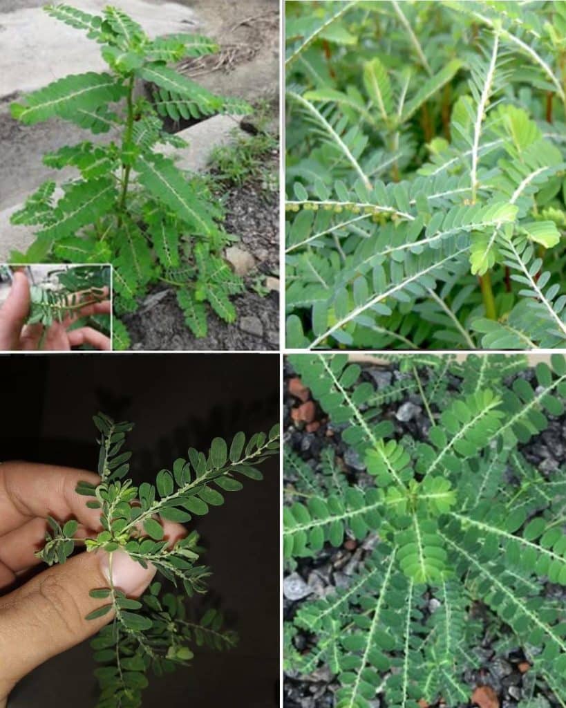 The Power of Chanca Piedra 10 Benefits and Uses – Garden Tricks