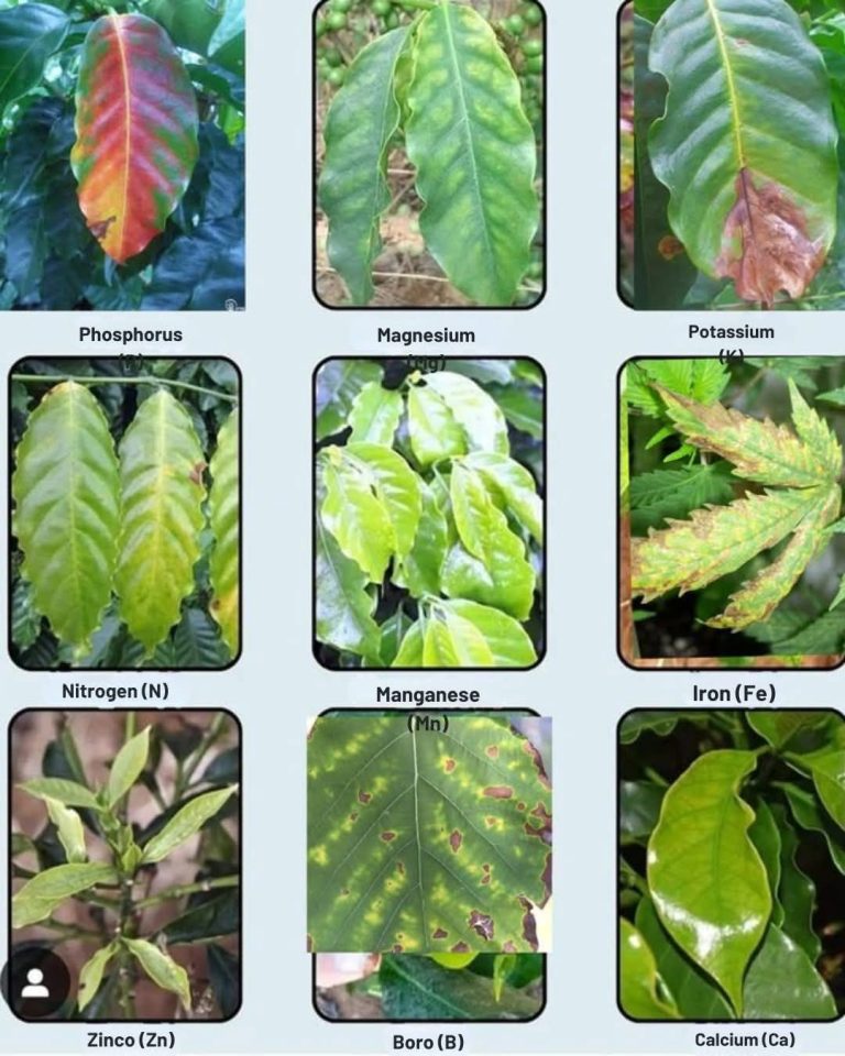 Guide to Identifying Nutritional Deficiencies in Plants – Easy Yum