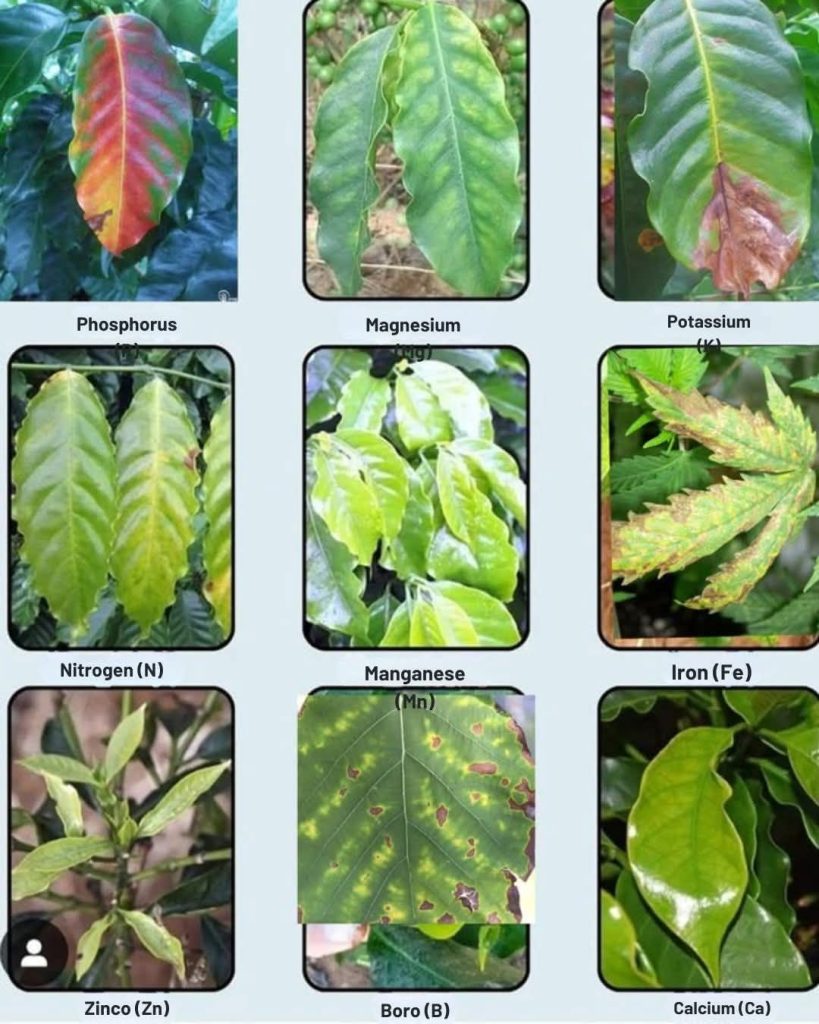 Guide to Identifying Nutritional Deficiencies in Plants – Easy Yum