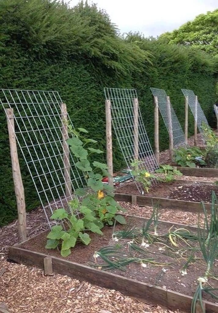 How to Build a Simple and Effective DIY Garden Trellis for Climbing ...