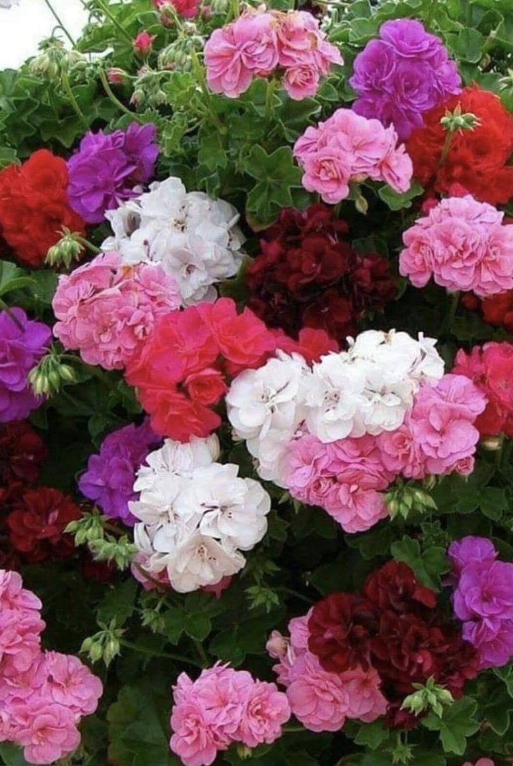 Geranium Care Guide: Add Color to Your Garden with Vibrant Blooms ...