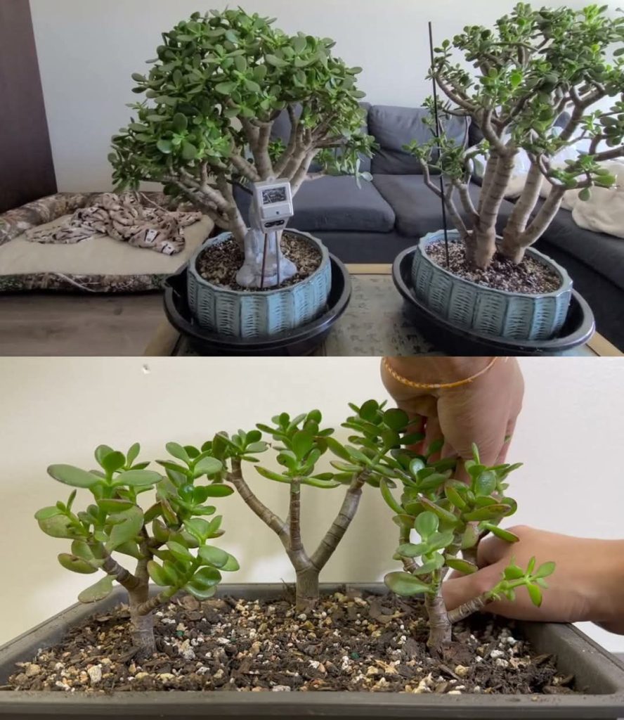 How to Care for a Money Tree: 5 Tips to Make It Grow and Thrive ...