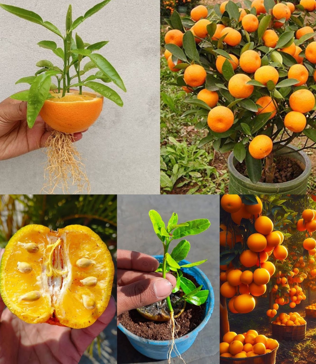 How to Grow an Orange Tree from Seeds – Easy Yum