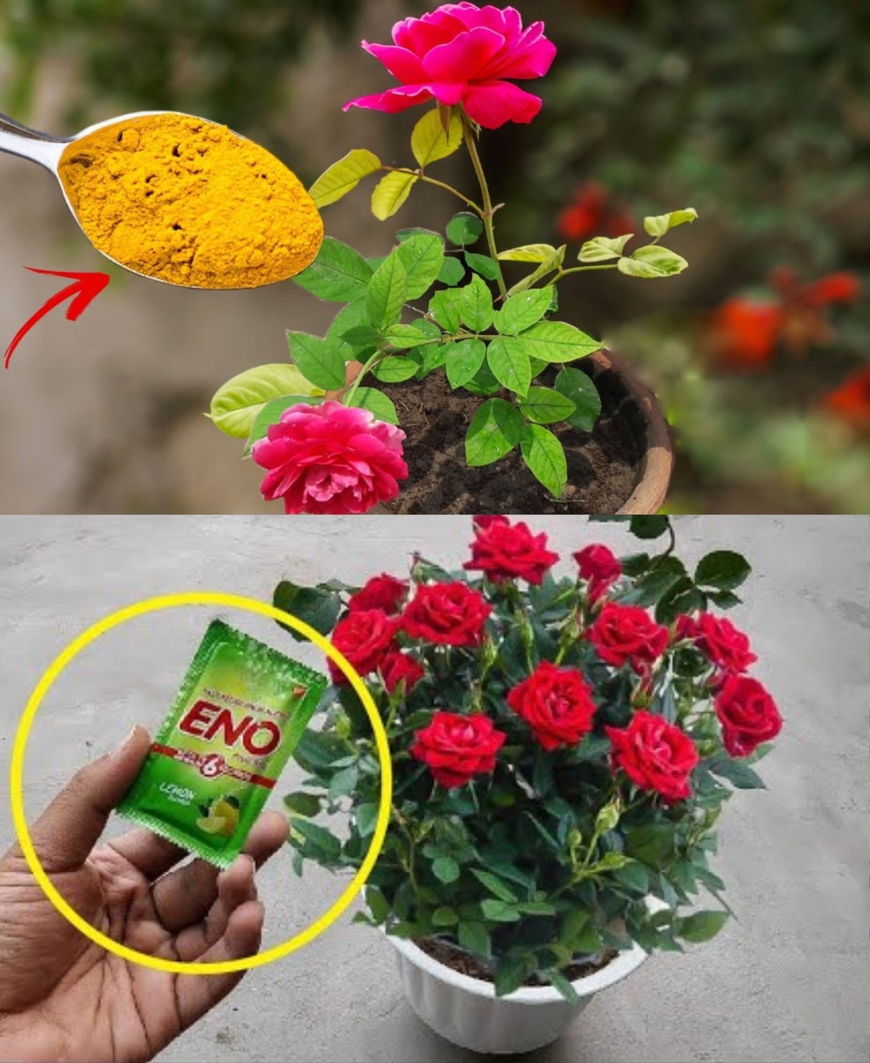 How to save rose plants by homemade compost from kitchen waste Rose ...