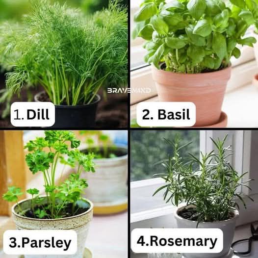 If you don’t have these at home, start growing some today… – Garden Tricks
