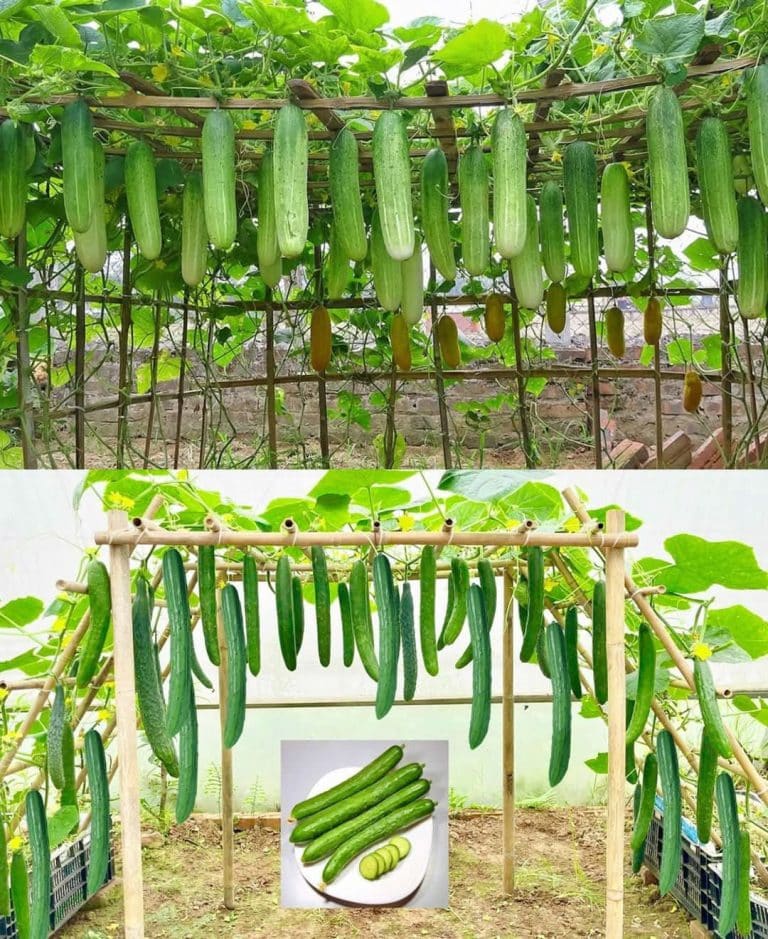 Secrets of Growing Cucumbers With Many Fruits, From A To Z, Harvest ...