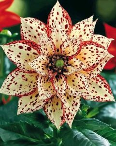 Speckled Dahlia (Dahlia spp.): A Unique Beauty for Your Garden – Garden ...