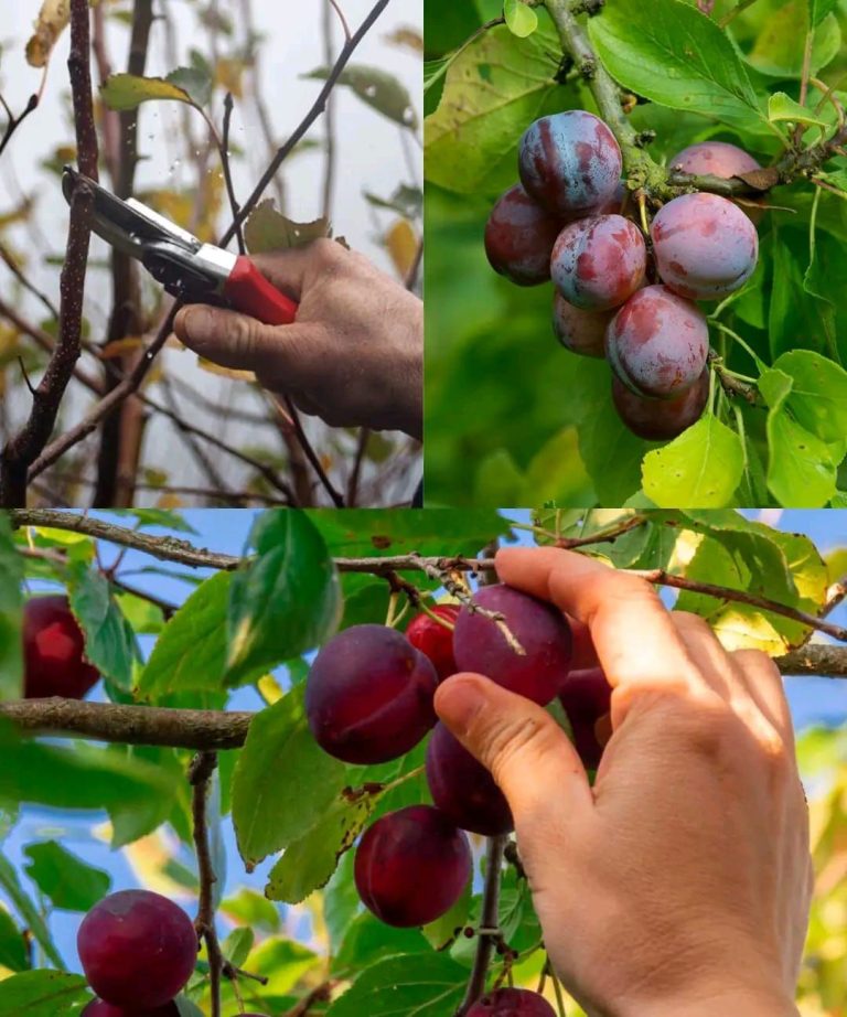 The Importance of Plum Tree Pruning: Enhancing Health, Fruit Quality ...