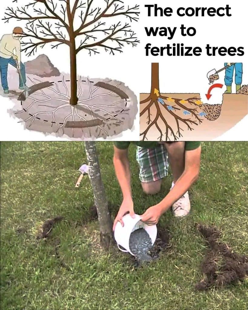 The Right Way to Fertilize Trees 🌳🌿 – Garden Tricks