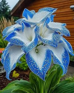 The Striking Beauty of the Blue and White Lily Hybrid: A Rare Botanical ...