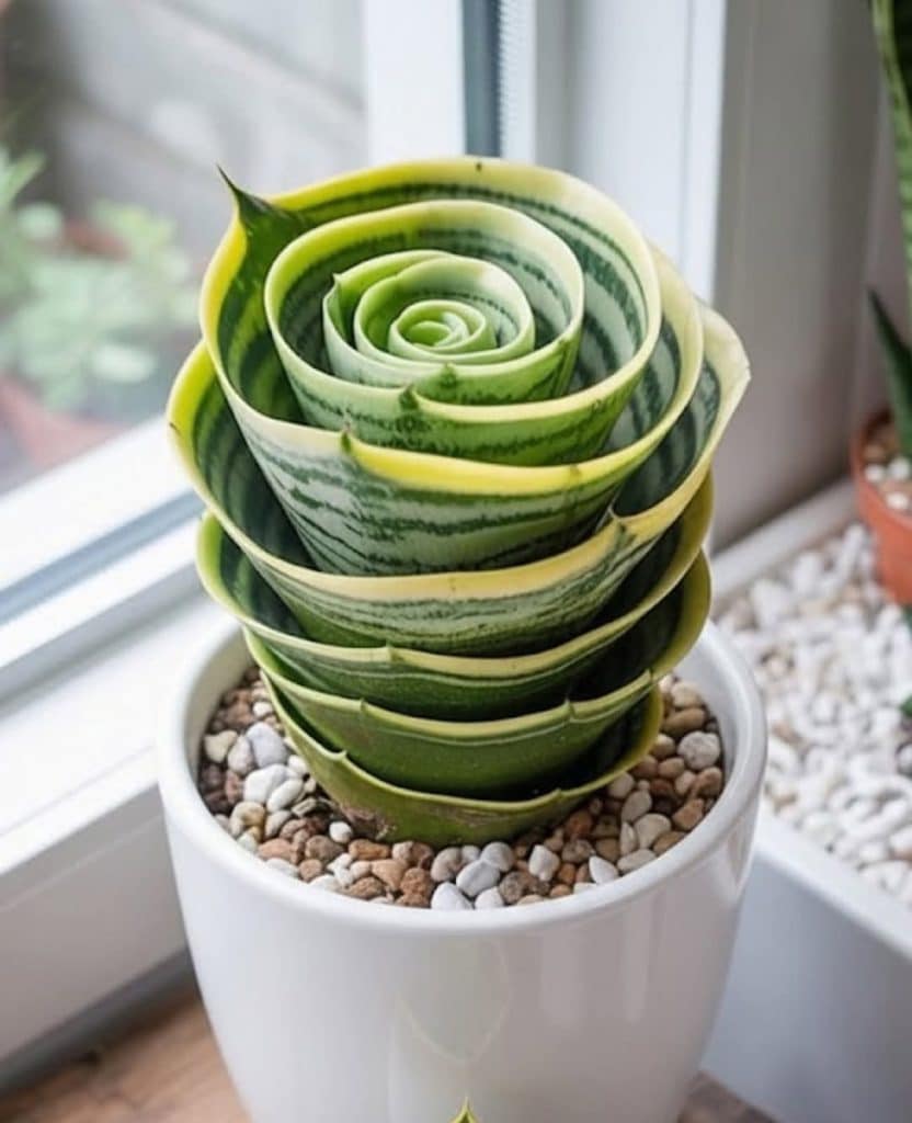 How to Grow a Rosette-Shape Snake Plant – Garden Tricks