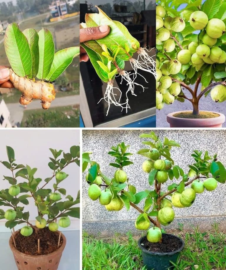 Simple Way to Grow a Guava Plant at Home from Leaves: The Best Method ...