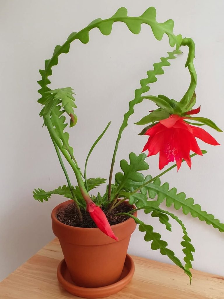 This Zig-Zag Cactus Blooms With Stunning Red Flowers – Easy Yum