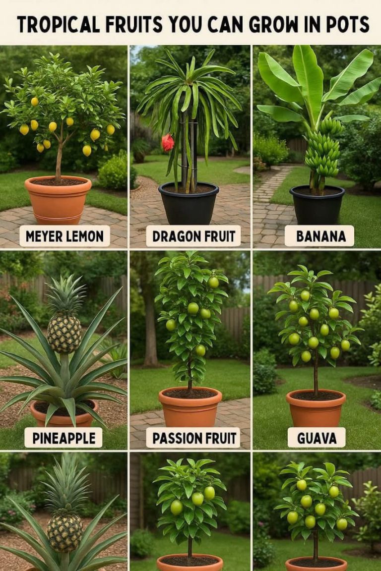 Tropical Fruits You Can Grow in Pots: How to Plant & Care for a Mini ...