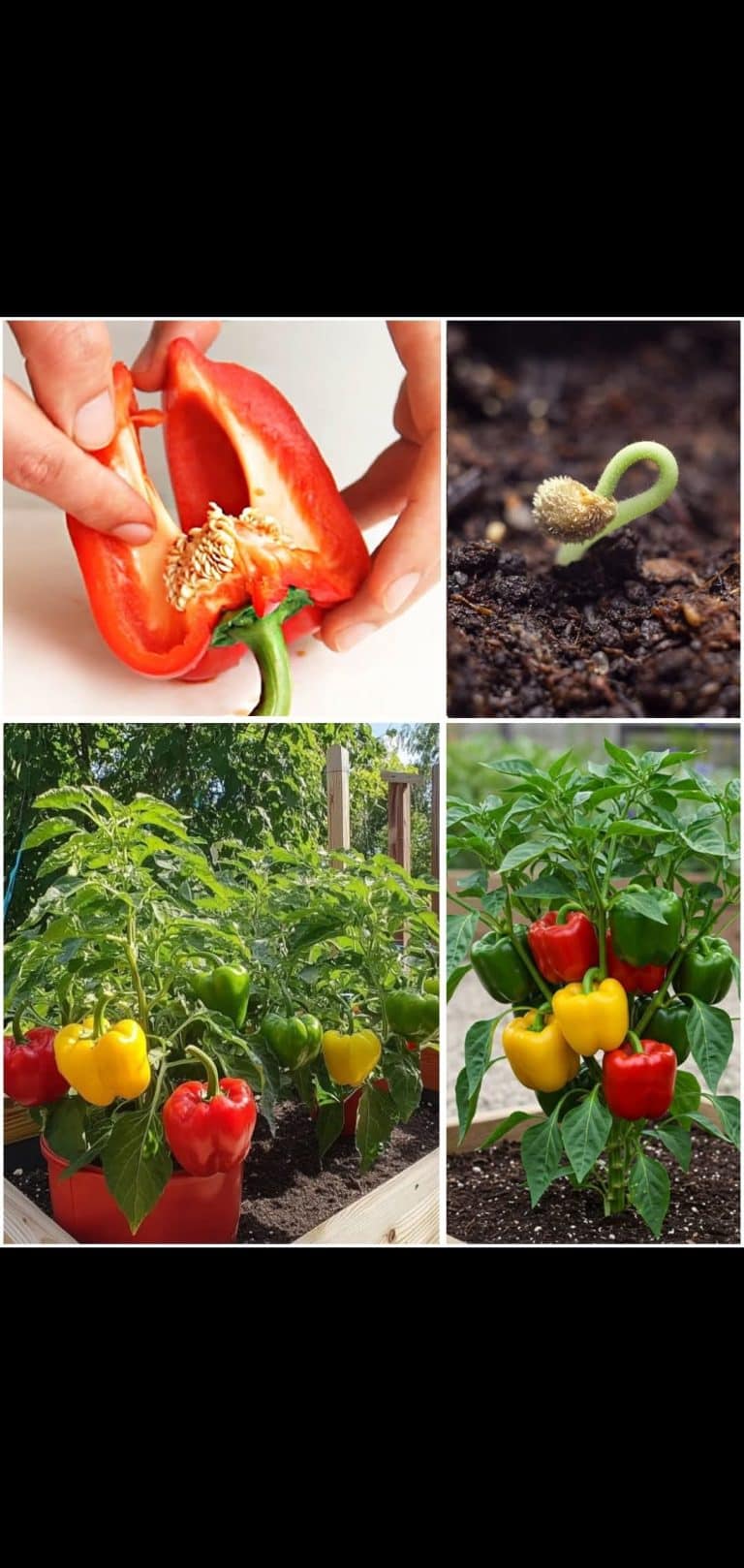 The Best Ways to Germinate Pepper Seeds for Faster, Healthier Growth ...