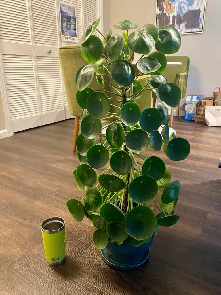 The Secret to Growing Your Pilea – Garden Tricks