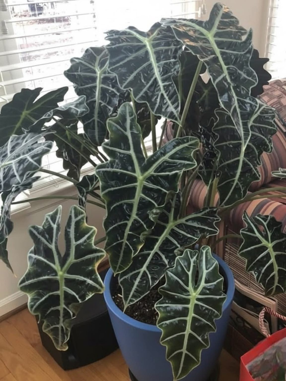 How to Grow Alocasia Polly (African Mask Plant) Indoors – Everyday ...