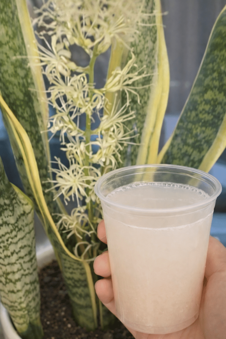 The Simple Natural Ingredient That Triggers Snake Plant Flowering ...