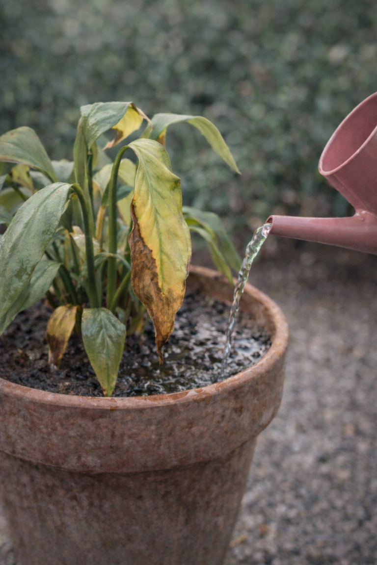 Why Your Peace Lily Turns Yellow After Watering (And How to Save It ...