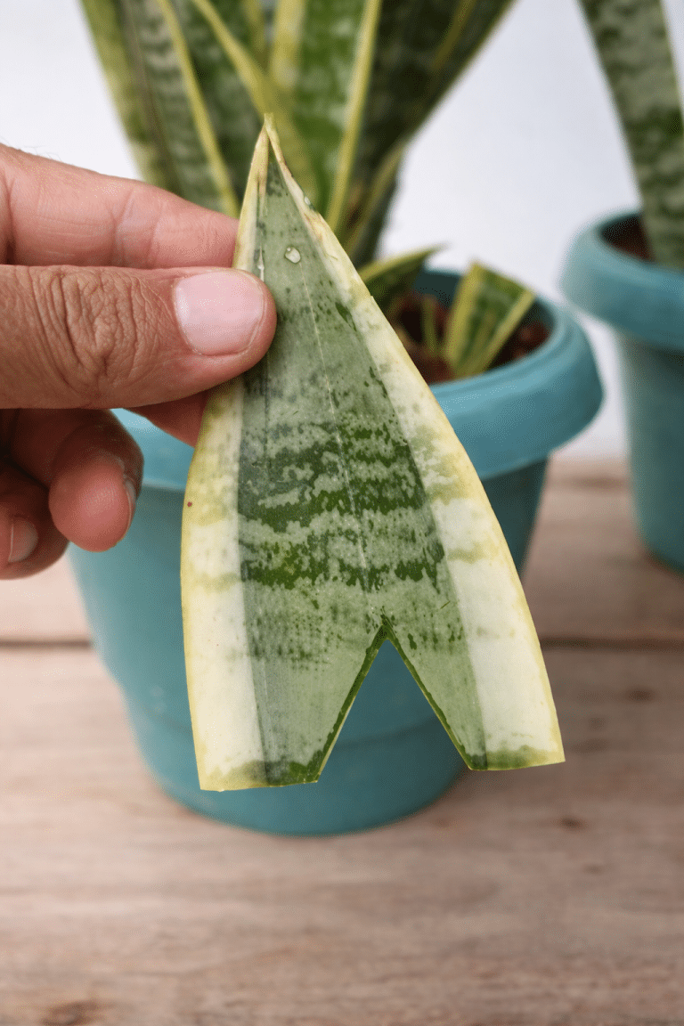 Why Gardeners Dip Snake Plant Cuttings in White Powder Before Planting ...