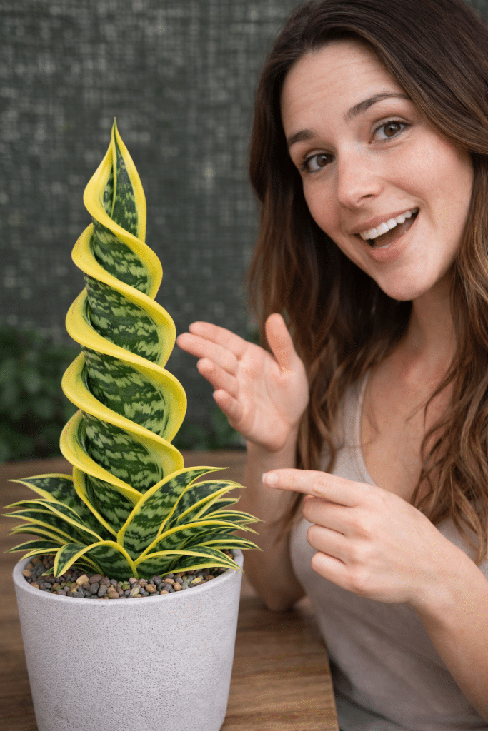 Why This Spiral Snake Plant Is Taking Over Modern Homes (And How to ...